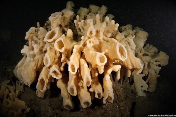 PADI Bioherm Sponge Diver Distinctive Specialty | Ocean Quest Dive Centre